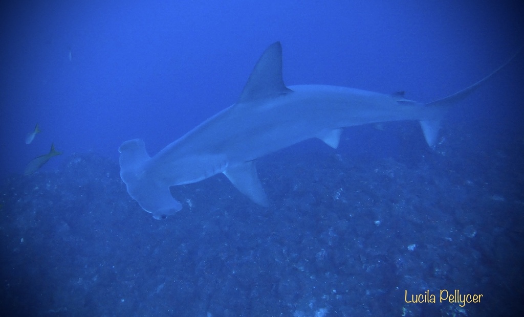 Scalloped Hammerhead in April 2023 by lucypellycer · iNaturalist