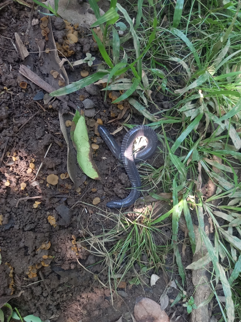 Mexican Caecilian from Huixtla, Chis., México on November 16, 2023 at ...