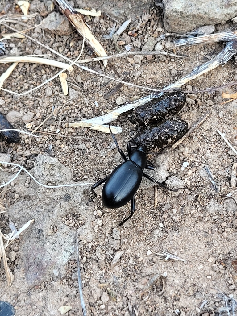 Pinacates desde Loreto, B.C.S., México el 15 de noviembre de 2023 a las ...