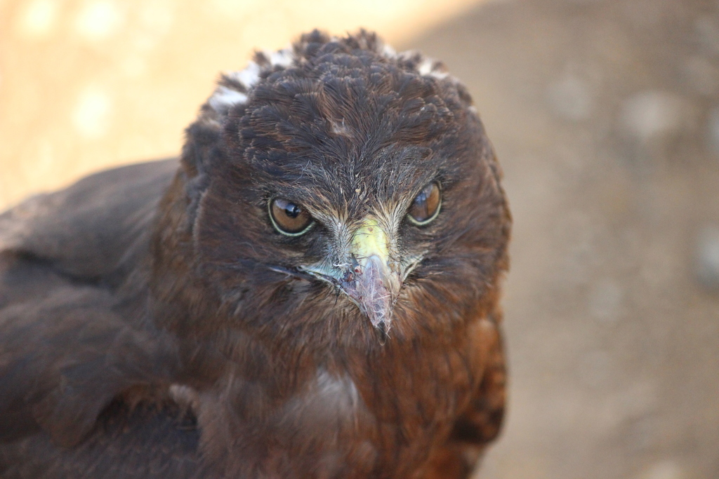 Swamp Harrier from Papanui Inlet, Otago Peninsula on April 12, 2016 by ...