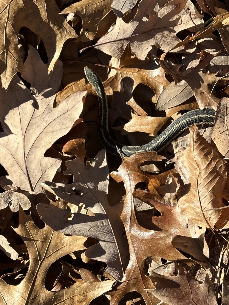 Common Garter Snake from Leonard, MI, US on November 18, 2023 at 11:37 ...