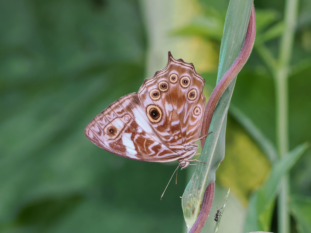 Ptychandra leucogyne from Crown Peak, Subic Bay Freeport Zone, Bataan ...