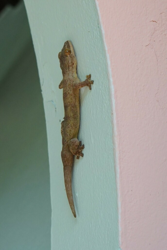 Northern Turniptail Gecko from Arima, Trinidad and Tobago on March 22 ...