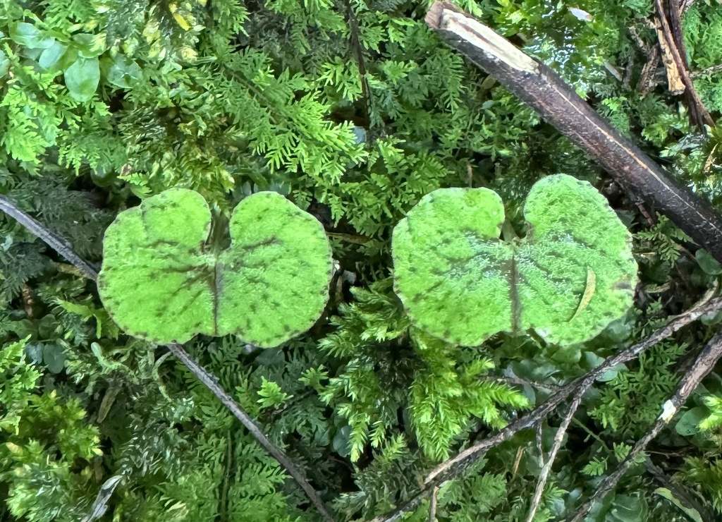 Corybas trilobus aggregate from Scenic Reserve (Kerikeri River Scenic ...