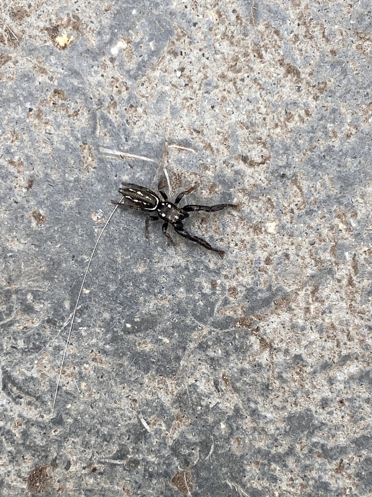 Short-bellied Slender Jumping Spider from W Caledonia Rd, Edgerton, WI ...
