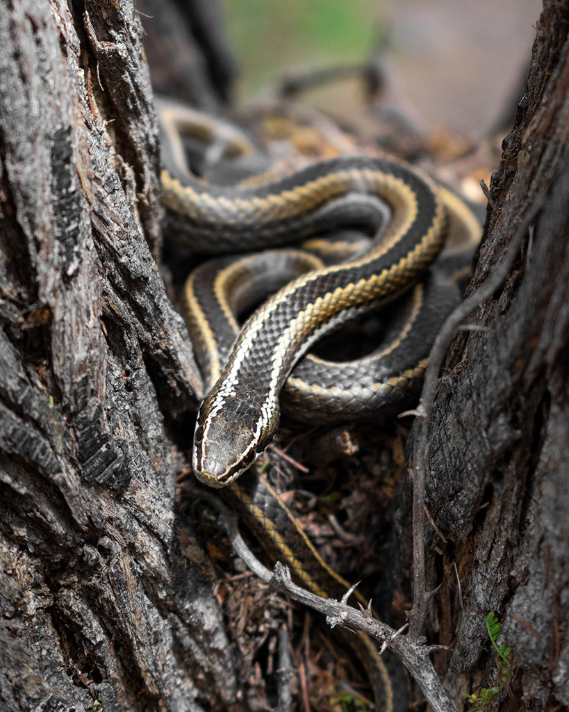 Chilean Green Racer from Limarí, Coquimbo, Chile on November 13, 2022 ...