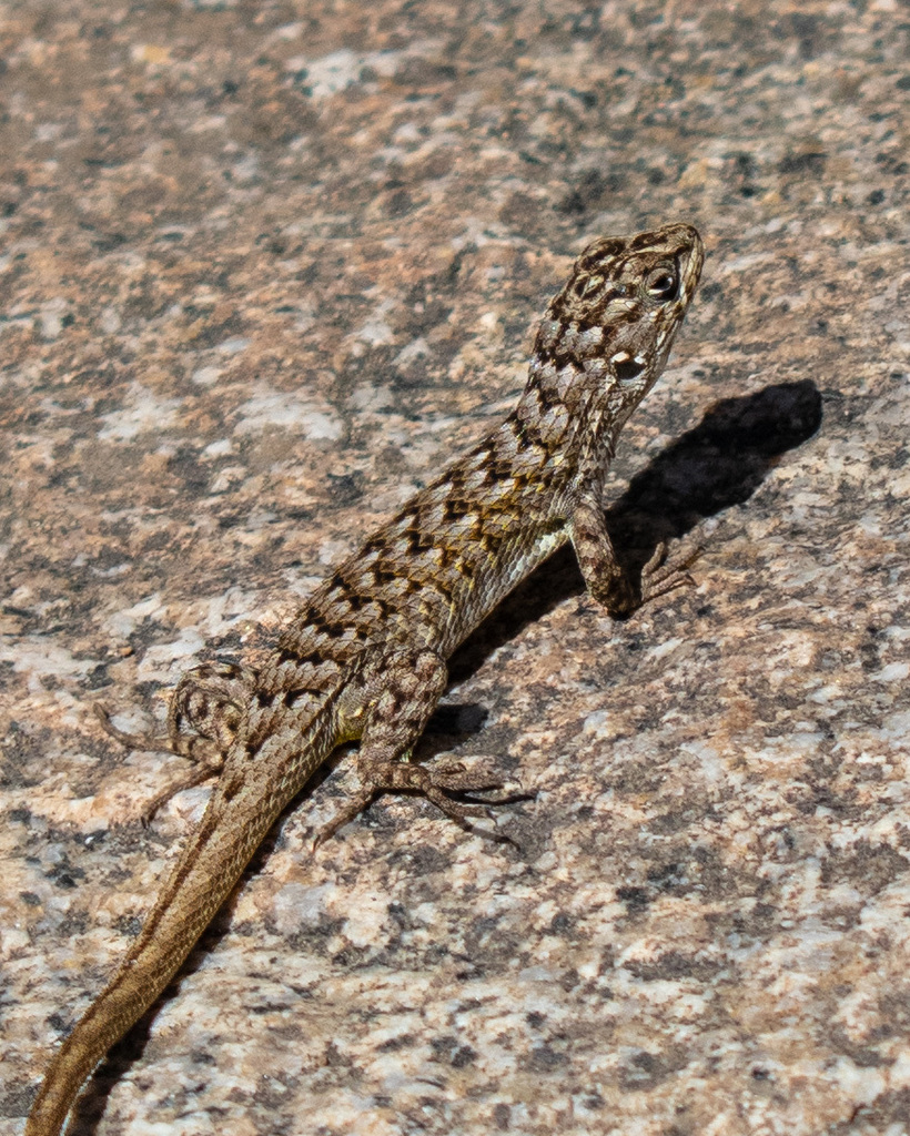 Shiny Smooth-throated Lizard from Limarí, Coquimbo, Chile on March 1 ...
