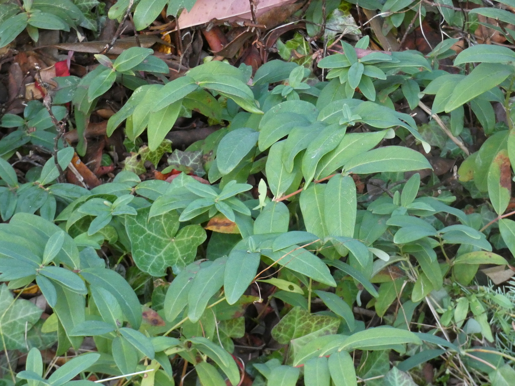 Rose-of-sharon from Bothell, WA, USA on November 18, 2023 at 02:26 PM ...