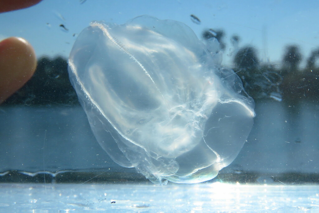 Sea Walnut in November 2023 by Squidpastry · iNaturalist