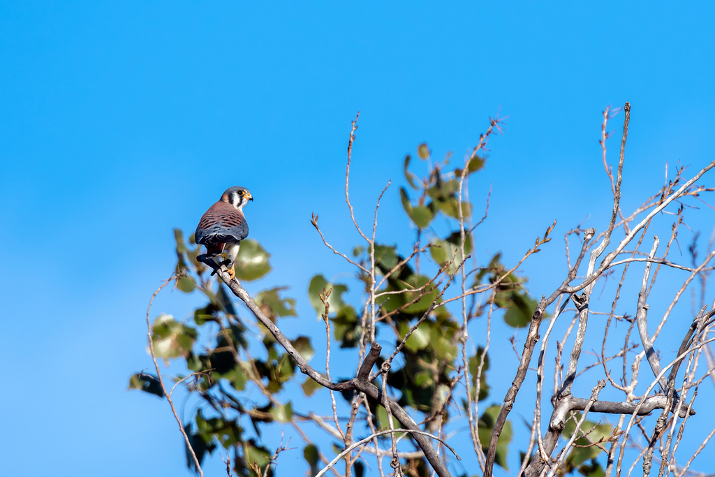 American Kestrel from Lewisville, TX, USA on November 18, 2023 at 03:45 ...