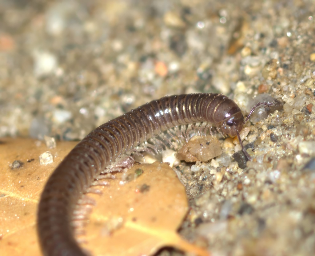 Parajulid Millipedes from Riverside County, CA, USA on November 16 ...