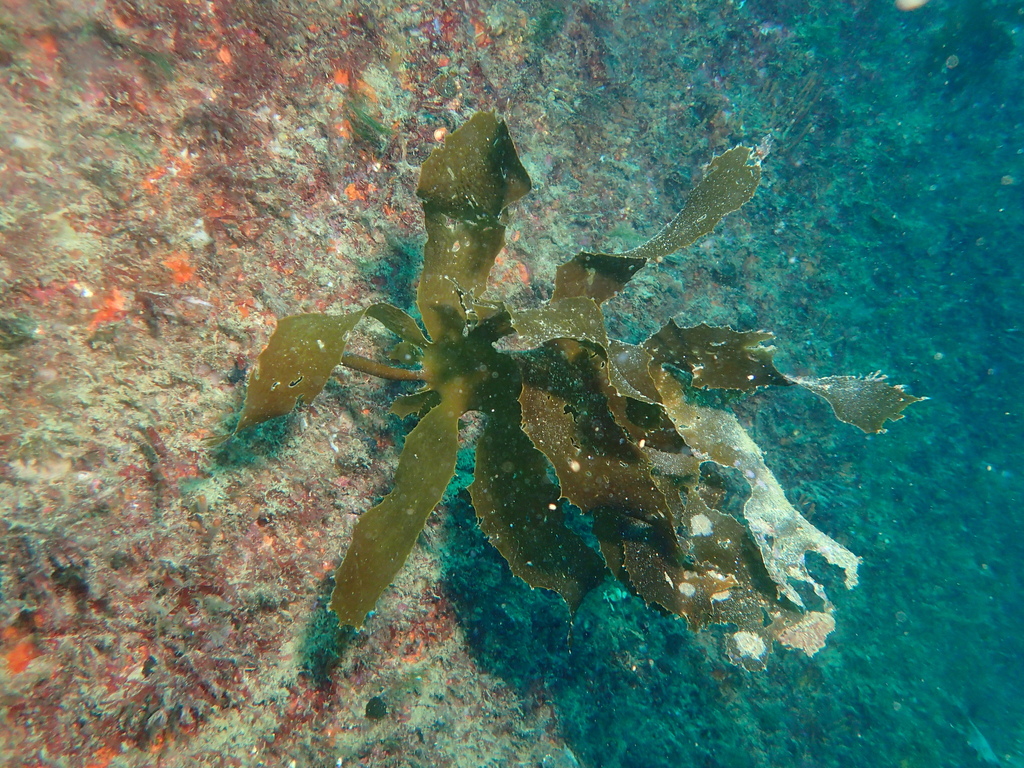 Common Kelp from Rainbow Warrior, Northland, New Zealand on November 14 ...