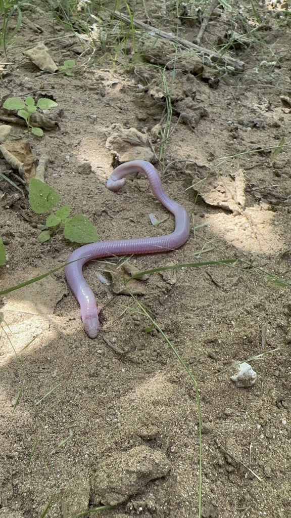 Five-toed Worm Lizard from La Paz, B.C.S., MX on November 17, 2023 at ...