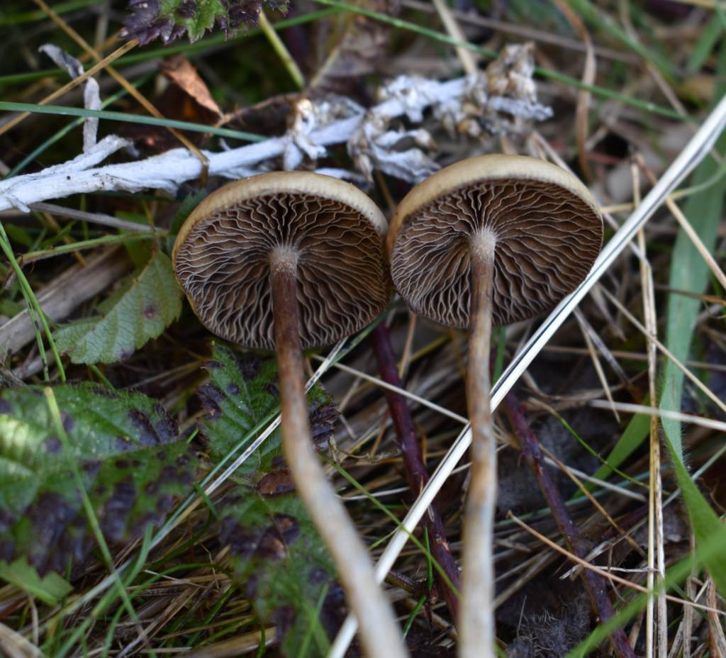 Psilocybe azurescens in October 2019 by James Conway · iNaturalist