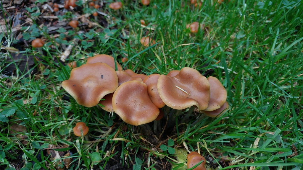 Wavy Cap in November 2018 by James Conway · iNaturalist