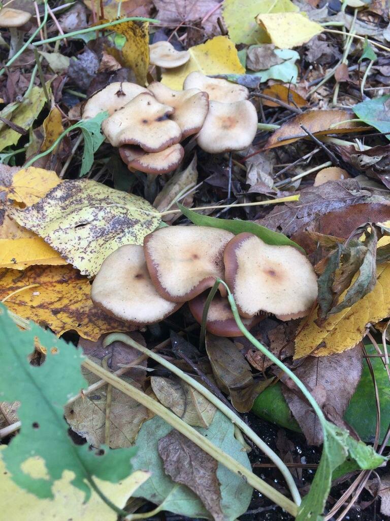 Wavy Cap in October 2019 by James Conway · iNaturalist