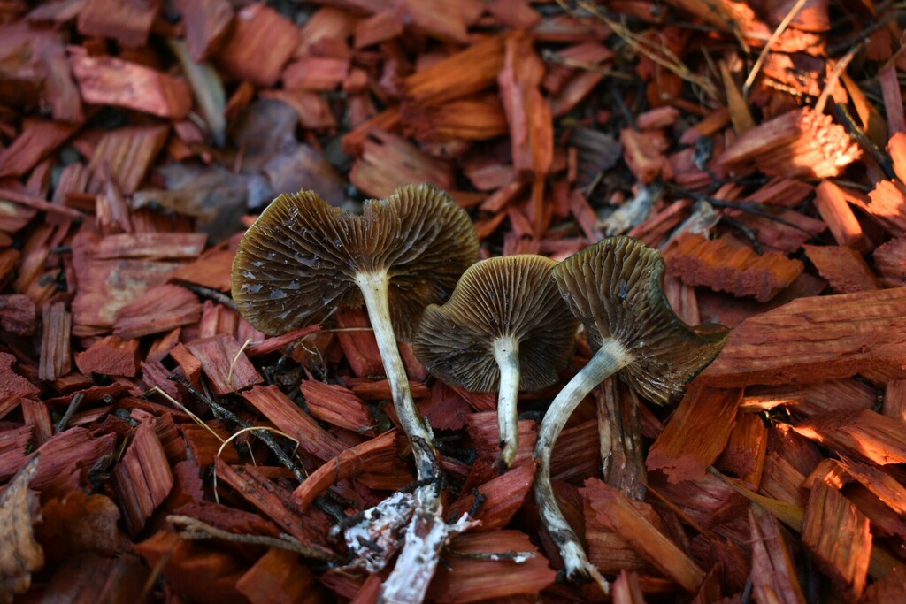 Wavy Cap in December 2019 by James Conway · iNaturalist