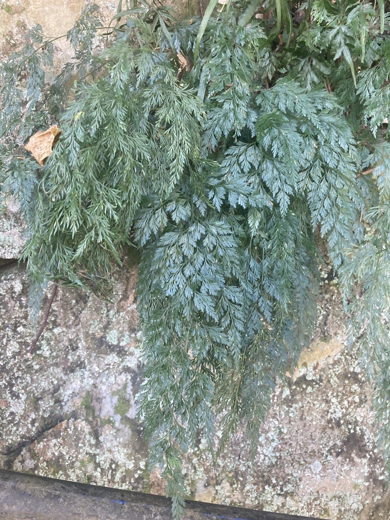 Sichuan lace from 臺灣島, 公館鄉, MIA, TW on November 19, 2023 at 12:28 PM by ...