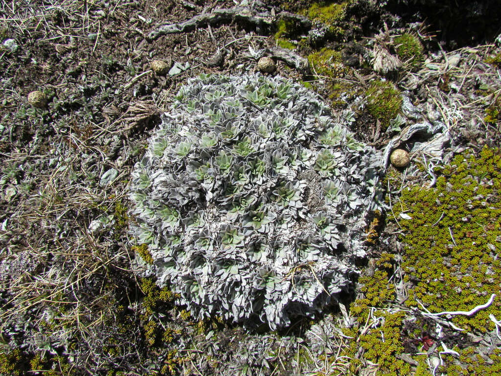 Myosotis cheesemanii in November 2023 by ian dench · iNaturalist