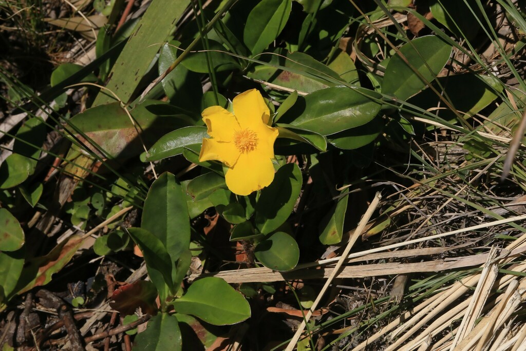 Climbing Guinea flower from Central Coast NSW, Australia on October 9, 2023 at 11:25 AM by ...