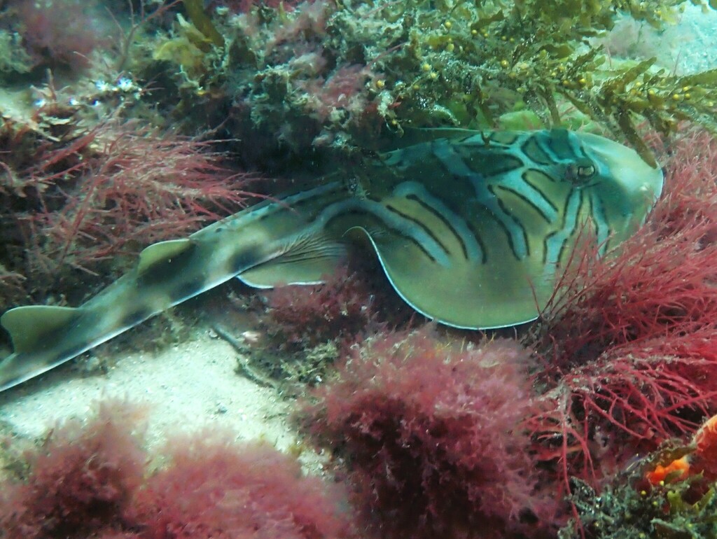 Banjo Ray from Port Stephens, NSW, Australia on June 26, 2023 at 01:55 ...