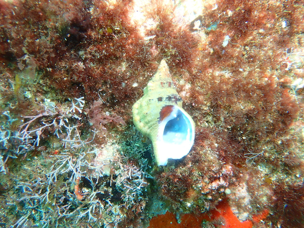 Ranella australasia from Northland, New Zealand on November 14, 2023 at ...