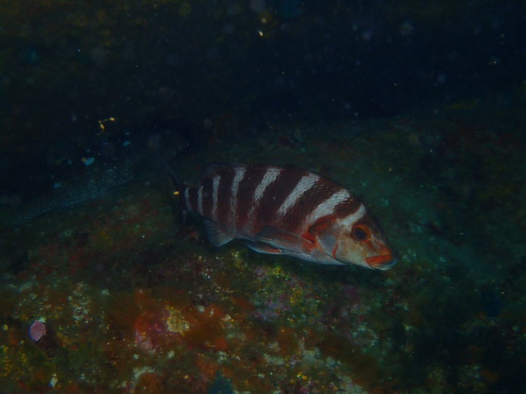 Banded Morwong from Northland, New Zealand on November 14, 2023 at 10: ...