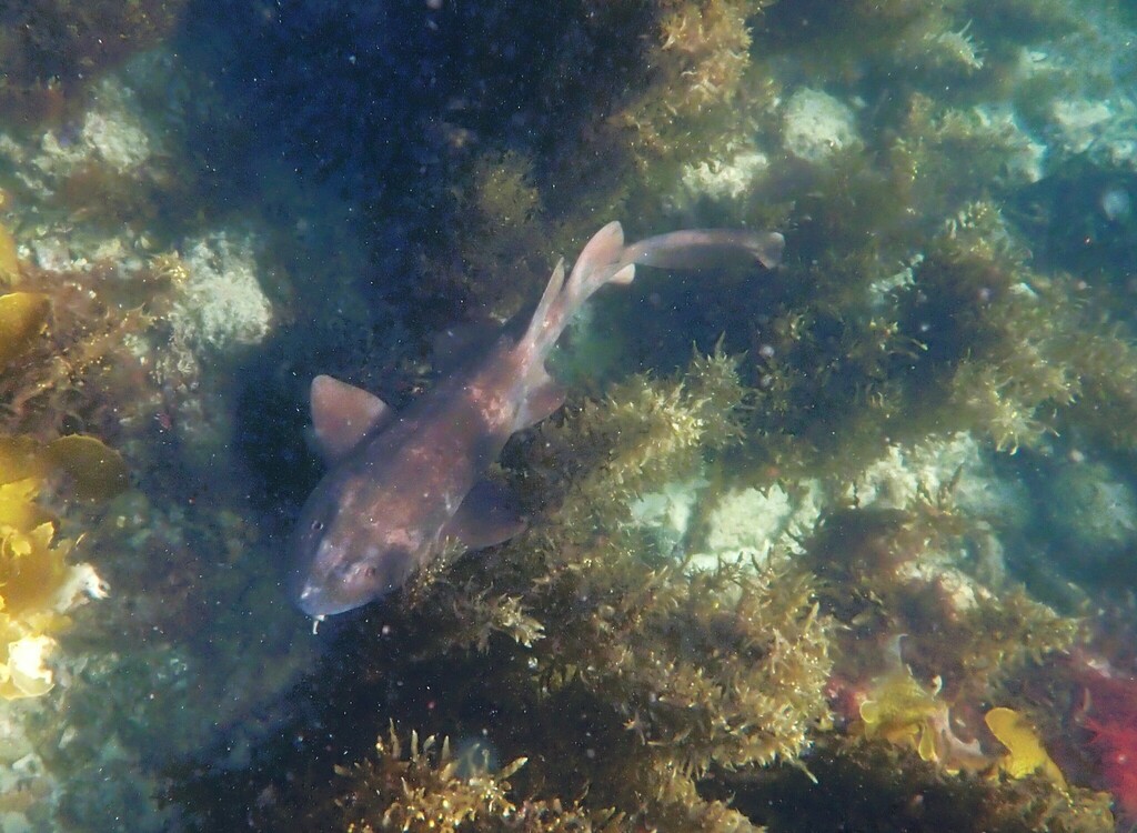 Blind Shark from Port Stephens, NSW, Australia on June 26, 2023 at 02: ...