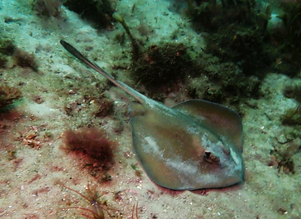 Common Stingaree from Port Stephens, NSW, Australia on June 26, 2023 at ...