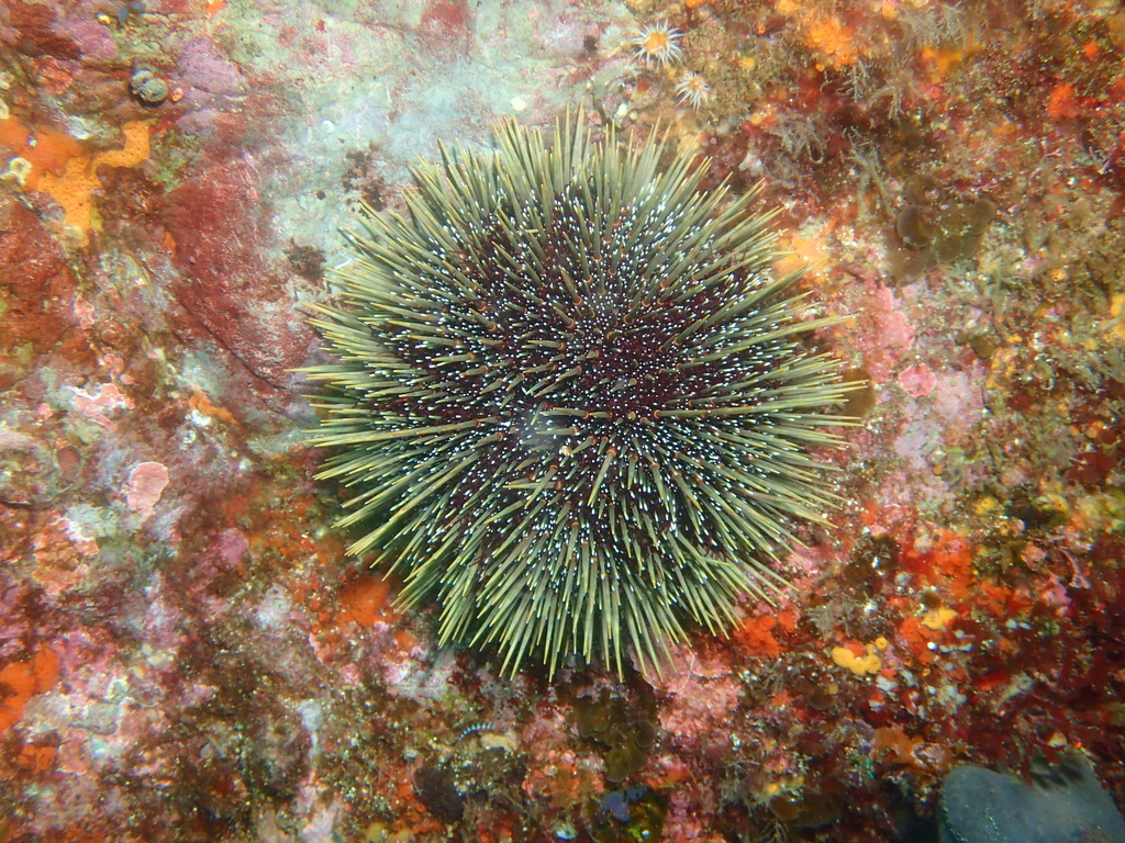 Kina from Northland, New Zealand on November 14, 2023 at 11:01 AM by ...