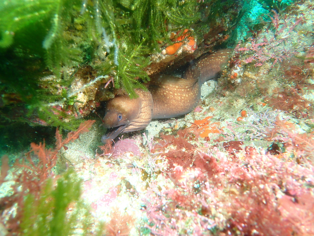 Australian Mottled Moray from Northland, New Zealand on November 14 ...