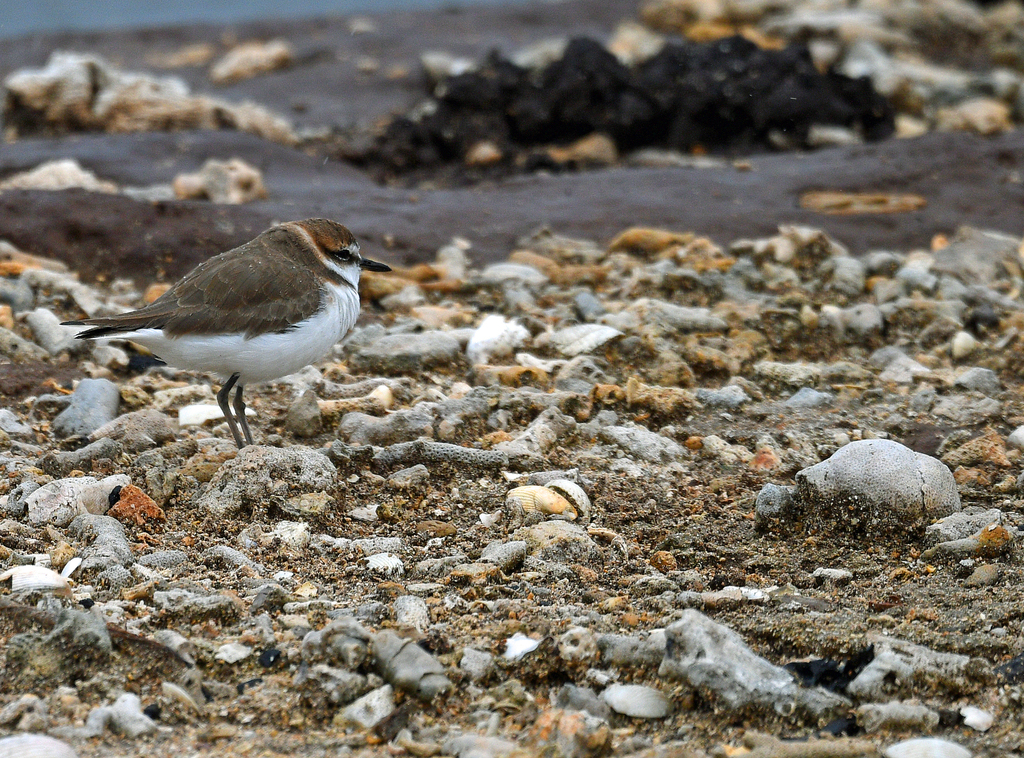 Javan Plover in December 2022 by hdmiller · iNaturalist