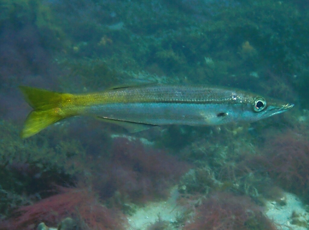 Longfin Pike from Port Stephens, NSW, Australia on June 26, 2023 at 01: ...
