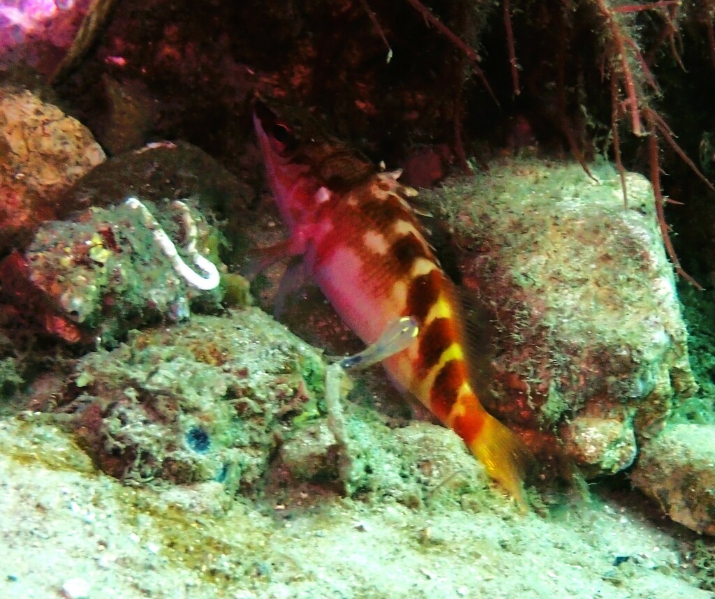 Halfbanded Seaperch from Port Stephens, NSW, Australia on June 26, 2023 ...