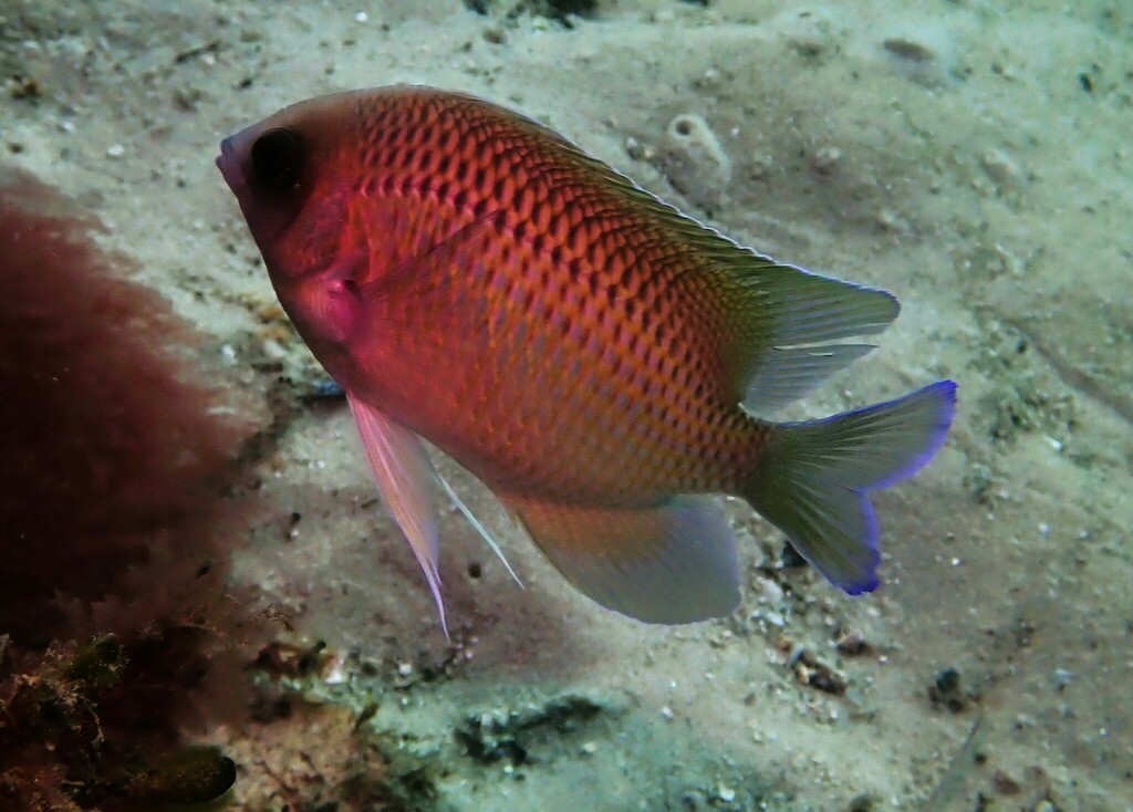 Immaculate Damsel from Port Stephens, NSW, Australia on June 26, 2023 ...