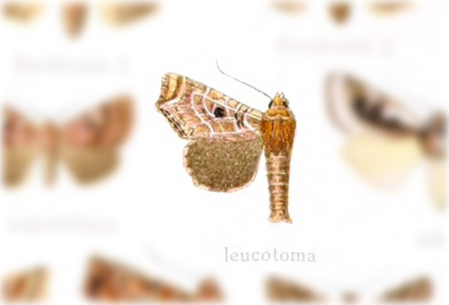 Callopistria leucotoma · iNaturalist