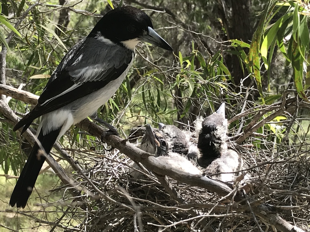 Woodswallows, Butcherbirds, Currawongs, and Peltops (Artamidae) - Avian ...
