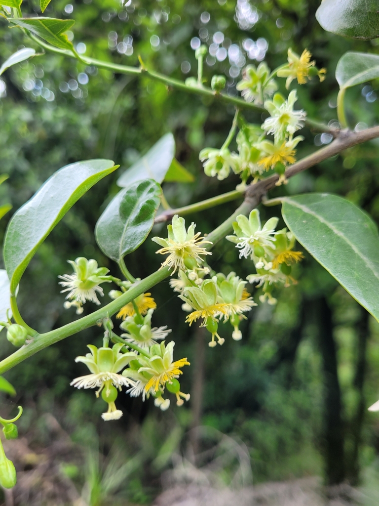 New Zealand passionflower from Tahekeroa, New Zealand on November 19 ...