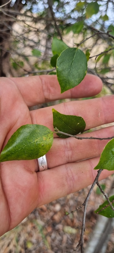 whalebone tree from Lake Wivenhoe QLD 4311, Australia on November 18 ...