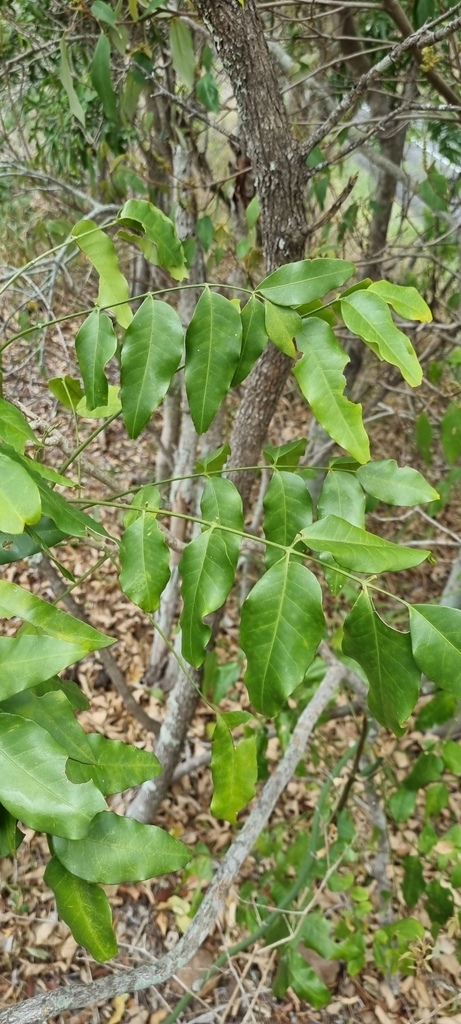 penta ash from Esk, AU-QL, AU on November 18, 2023 at 11:15 AM by murrayoke · iNaturalist