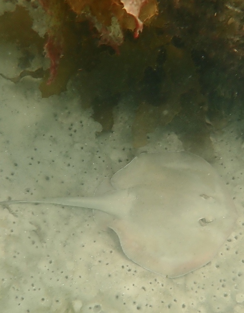 Common Stingaree from Parsley Bay, Vaucluse, NSW, AU on November 19 ...