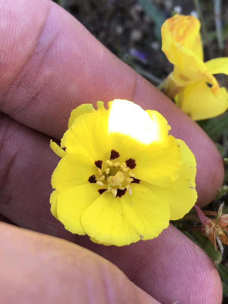 California sun cup from Harford Springs Reserve, Perris, CA, US on ...