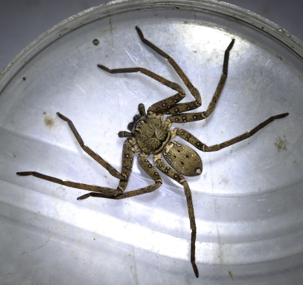 Sinopoda in August 2022 by pushengtong · iNaturalist