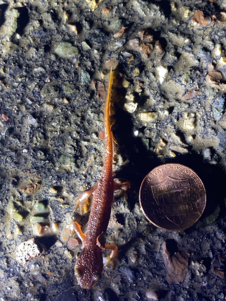 California Newt from Marin County, US-CA, US on November 18, 2023 at 07 ...
