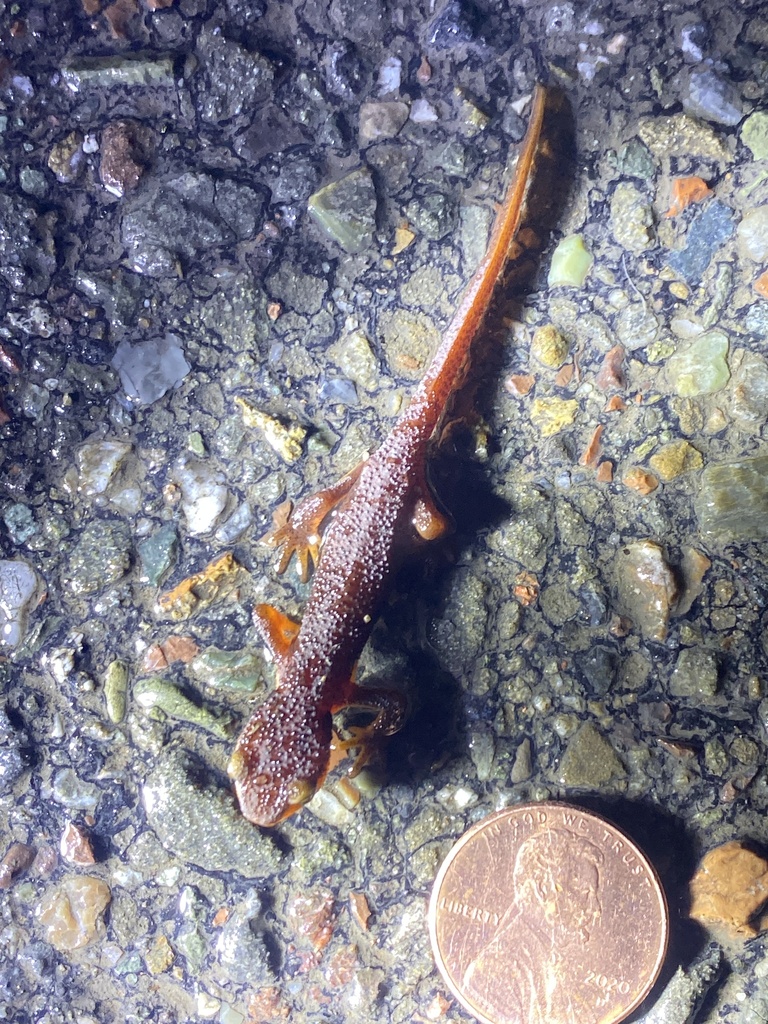 California Newt from Marin County, US-CA, US on November 18, 2023 at 08 ...
