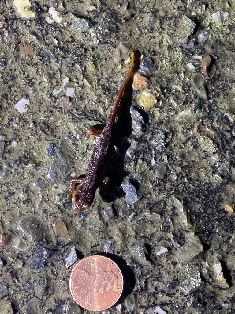 California Newt from Marin County, US-CA, US on November 18, 2023 at 08 ...