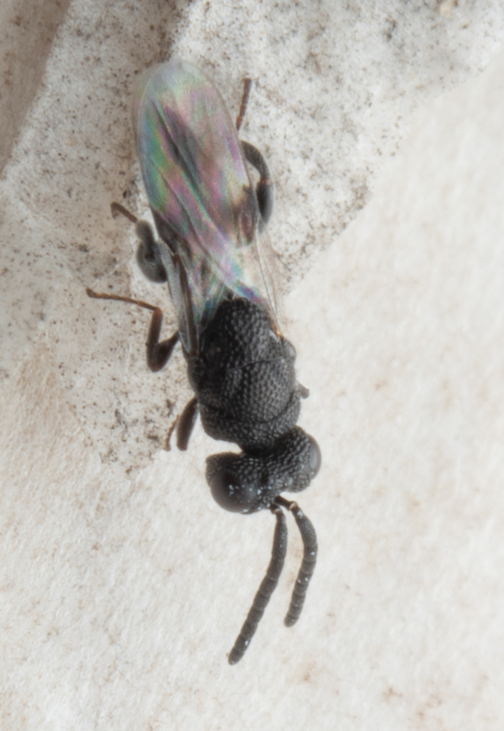 Chalcidoid Wasps from Manningham - West, AU-VI, AU on November 19, 2023 ...