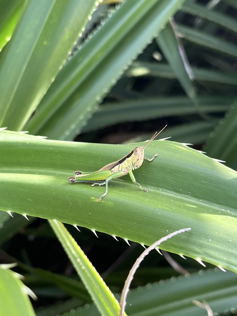 Rice Grasshoppers in November 2023 by Nakatada Wachi. Oxya yezoensis? O ...