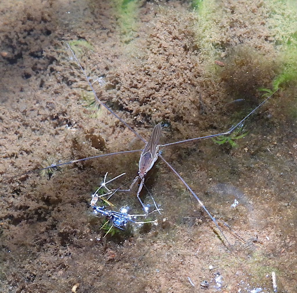 Limnometra from Lacey's Creek Day Use Area, Djiru QLD, Australia on ...