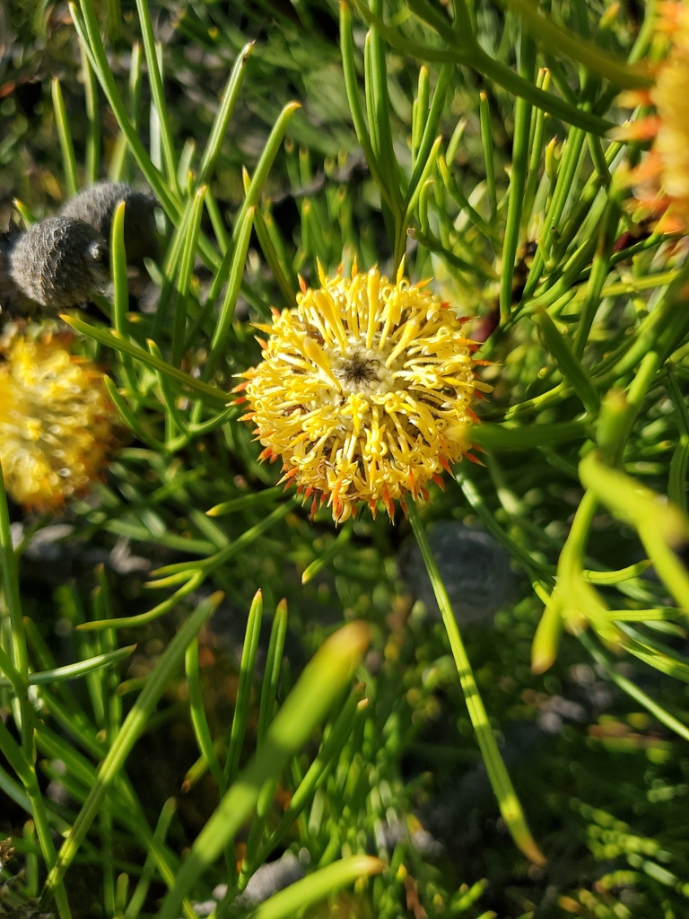 Nutseed Proteoid Clade from Manly on November 19, 2023 at 05:38 PM by ...